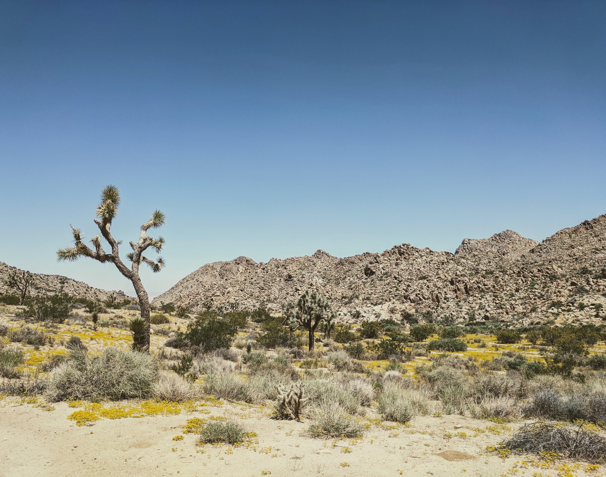 8 Easy Hikes In Joshua Tree National Park That Anyone Can Do ...
